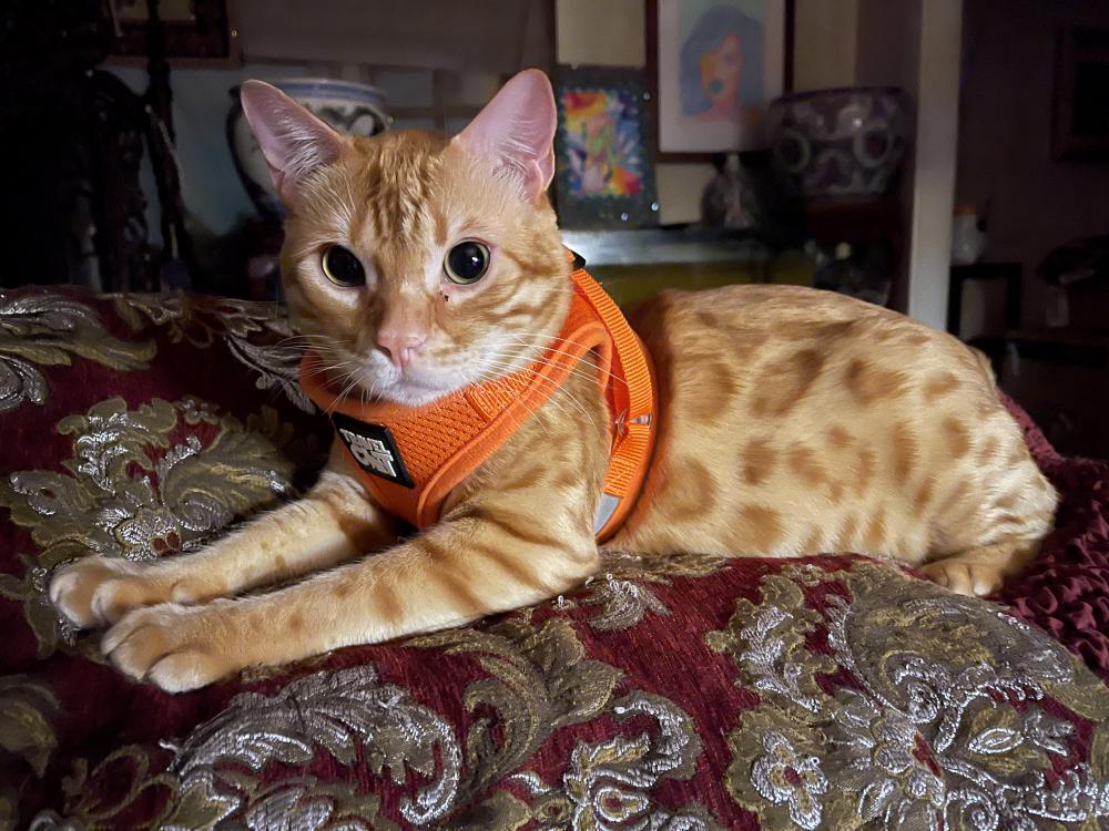 Orange Bengal Kittens