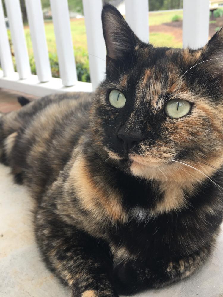 American Shorthair Tortoiseshell