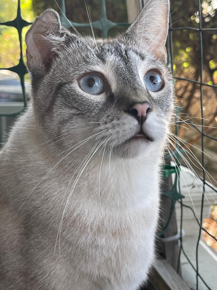 Lynx Point Siamese Cats
