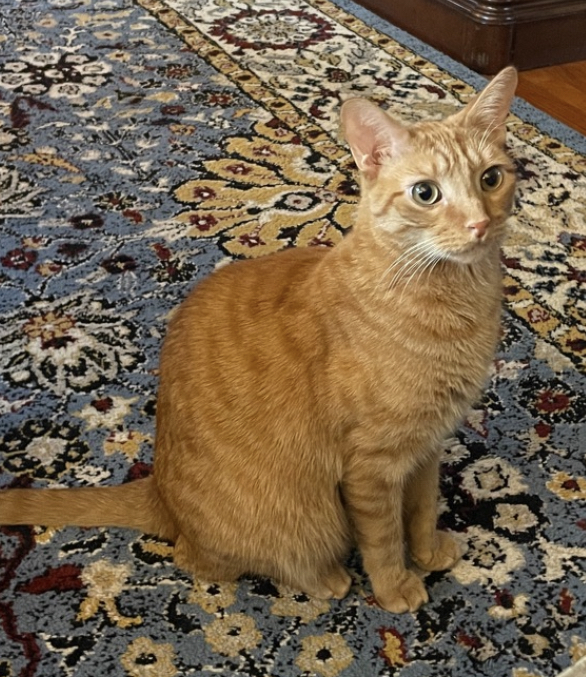 Abyssinian Tabby Mix