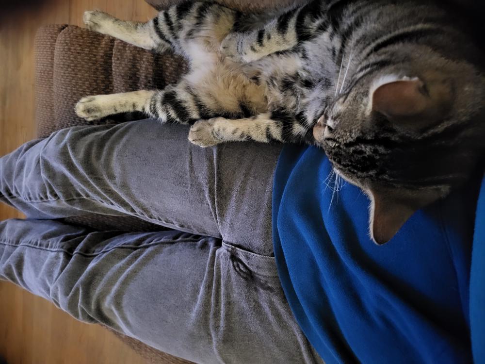 Lost Cat Domestic Short Hair In LODI CA Lost My Kitty lost-cat-domestic-short-hair-in-lodi-ca-lost-my-kitty