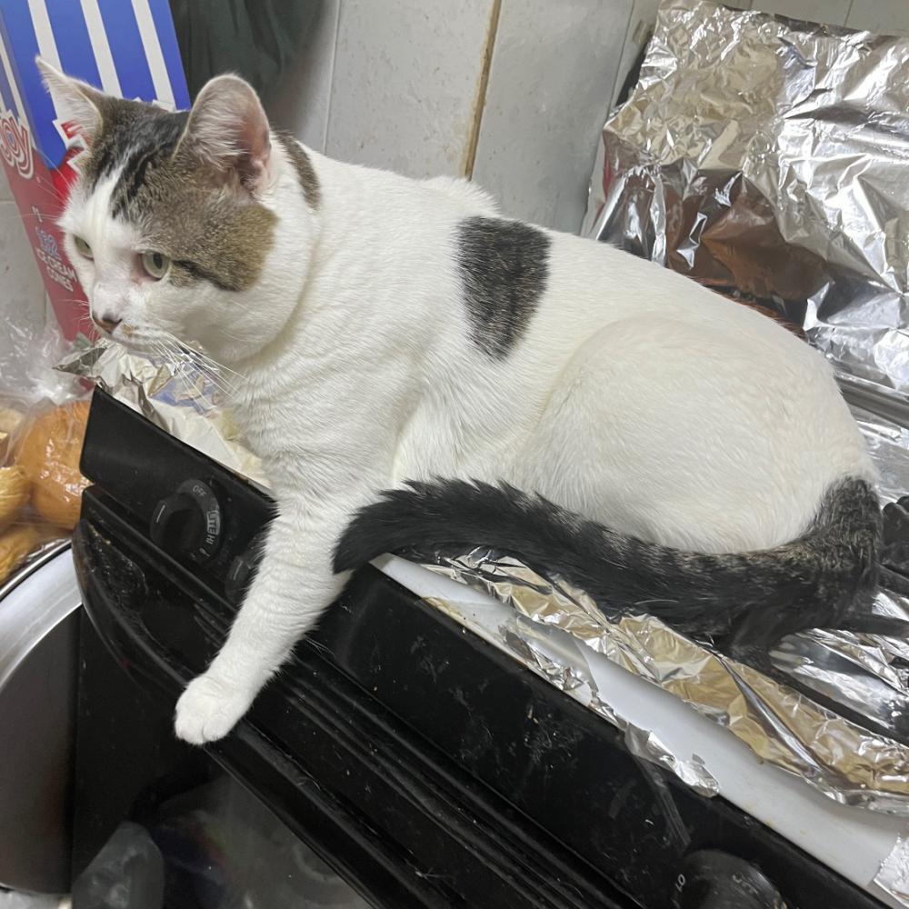 Snoopy The Cat Breed