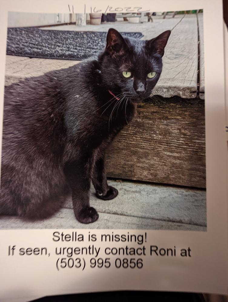 Lost Cat Bombay in TRINIDAD, CA - Lost My Kitty