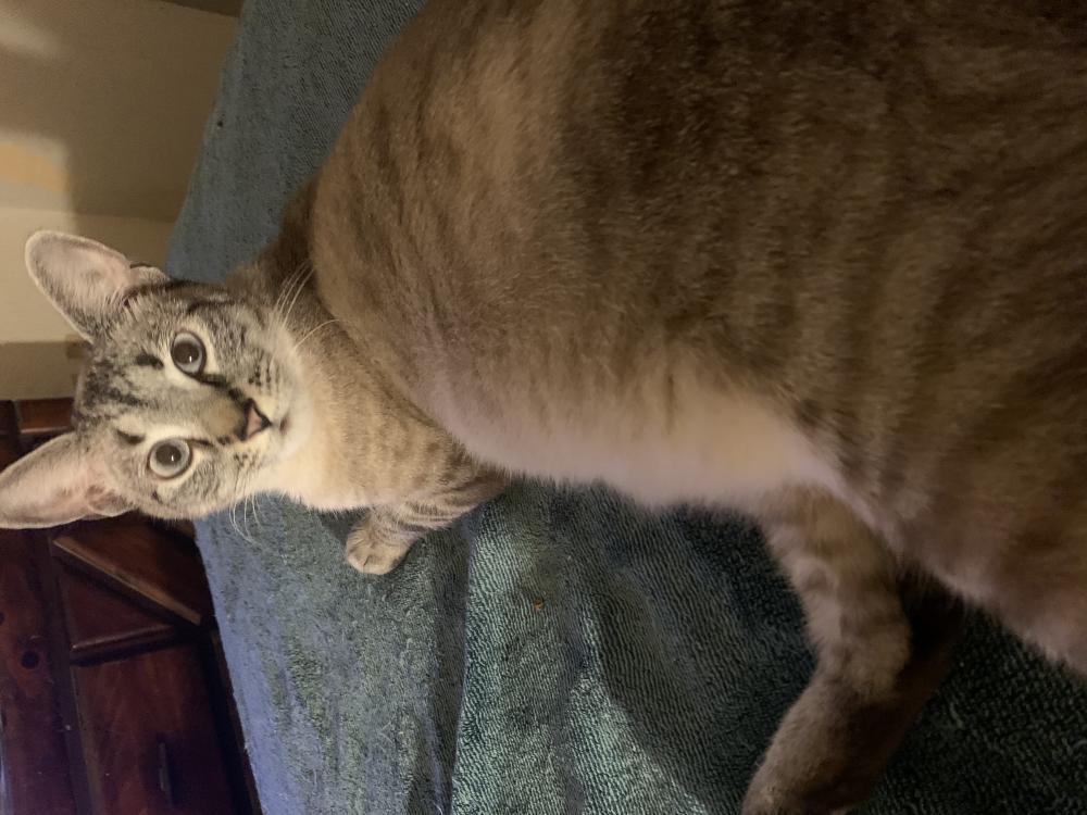 Blue Lynx Point Siamese Cat