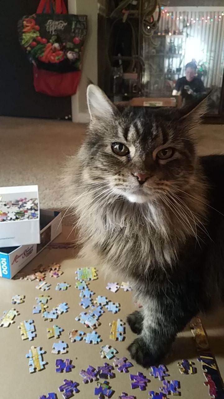 Lost Cat Unknown In Stow Oh Lost My Kitty