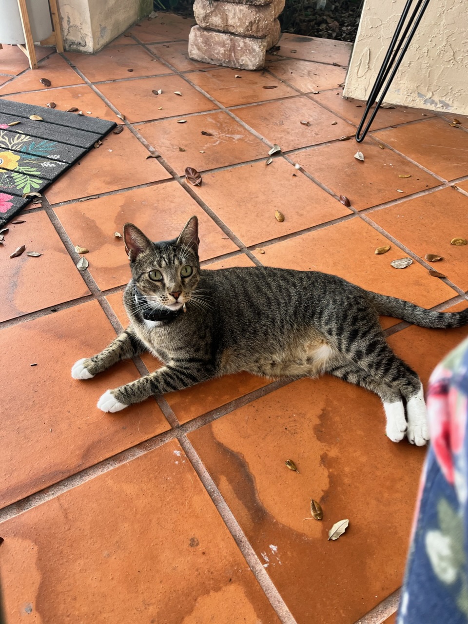 Lost Cat Other in MIAMI, FL - Lost My Kitty