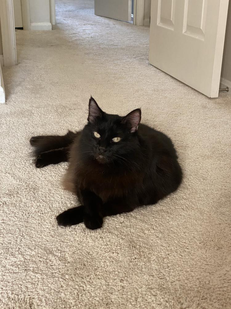 Black Turkish Angora Cat