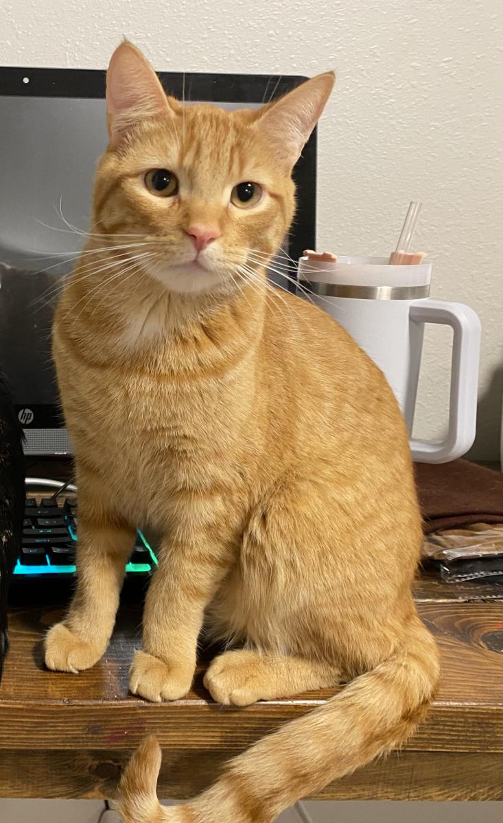 American Shorthair Cat Orange