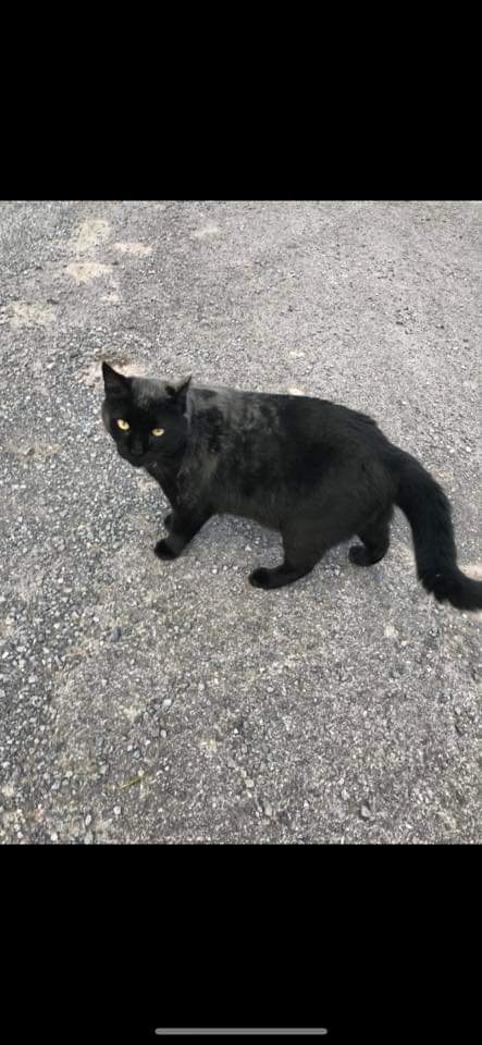 Lost Cat Unknown In Frankfort Ny Lost My Kitty