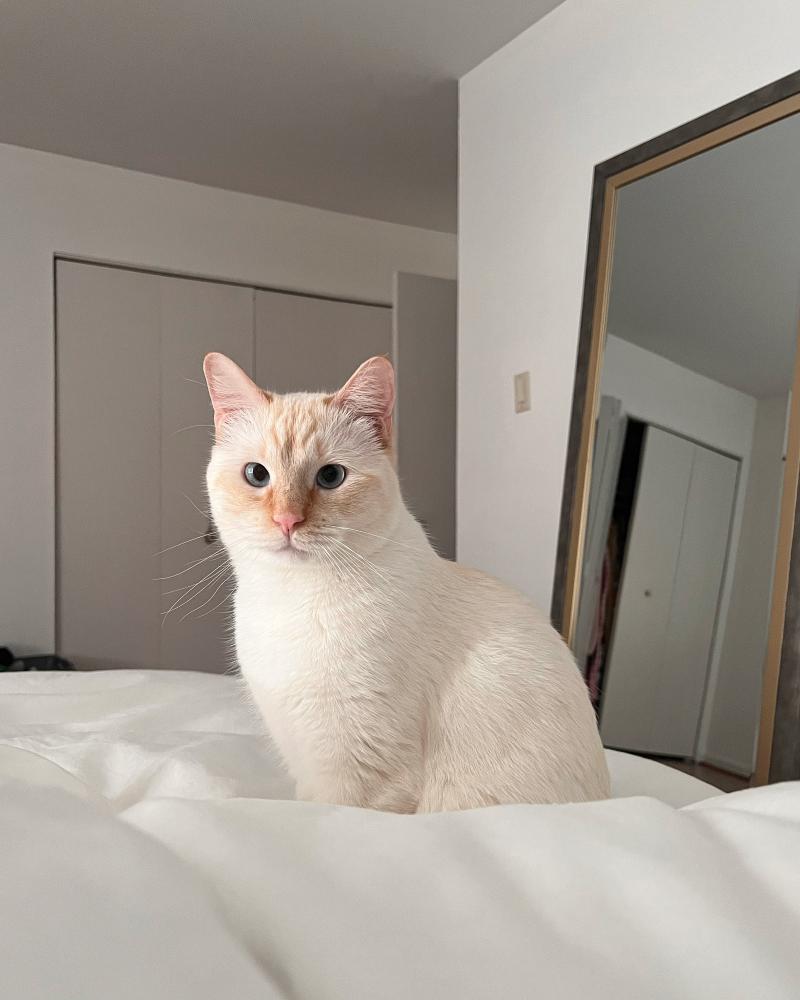 White Siamese Mix Cat