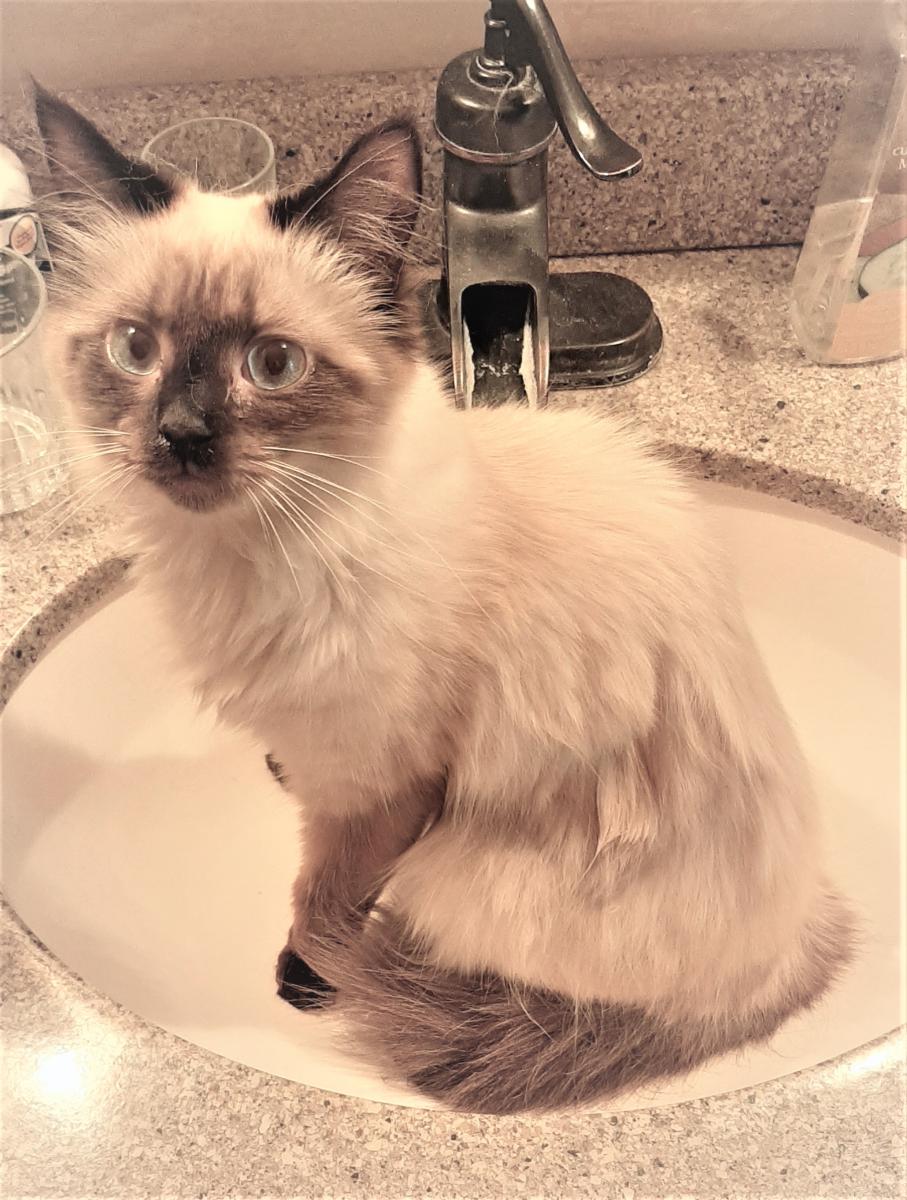 Dusty Brown Cat
