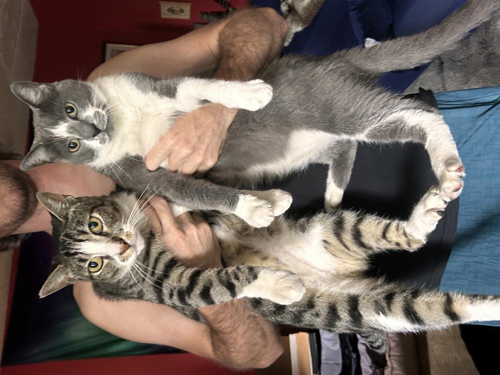 Dude What Cat