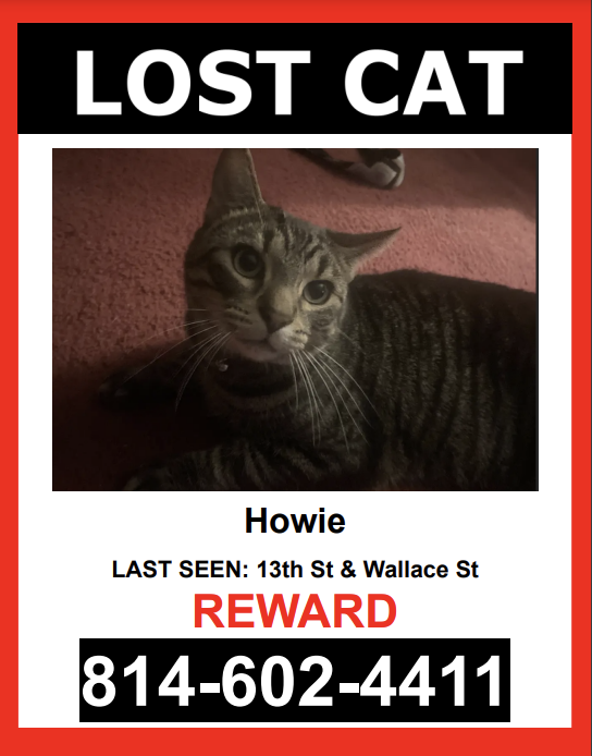 Lost Cat American Shorthair in ERIE, PA - Lost My Kitty