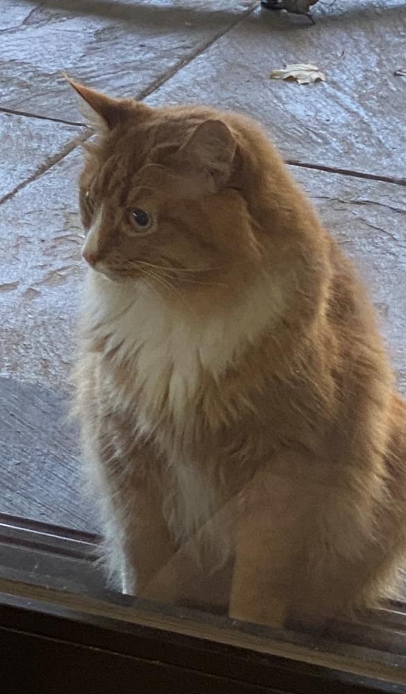 Lost Cat Domestic Medium Hair in DARIEN, IL - Lost My Kitty