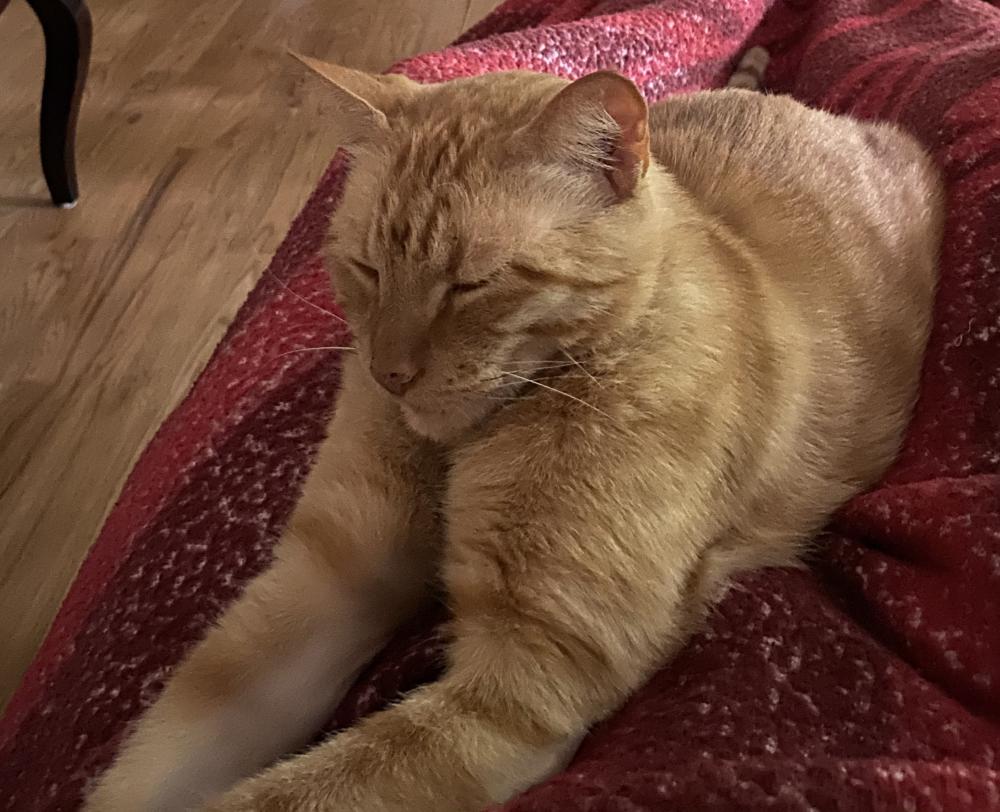 Your Reviews & Stories, Read About Lost & Found Cats & Dogs - Lost My Kitty