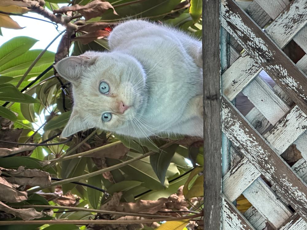 Found Cat Unknown in RESEDA, CA - Lost My Kitty