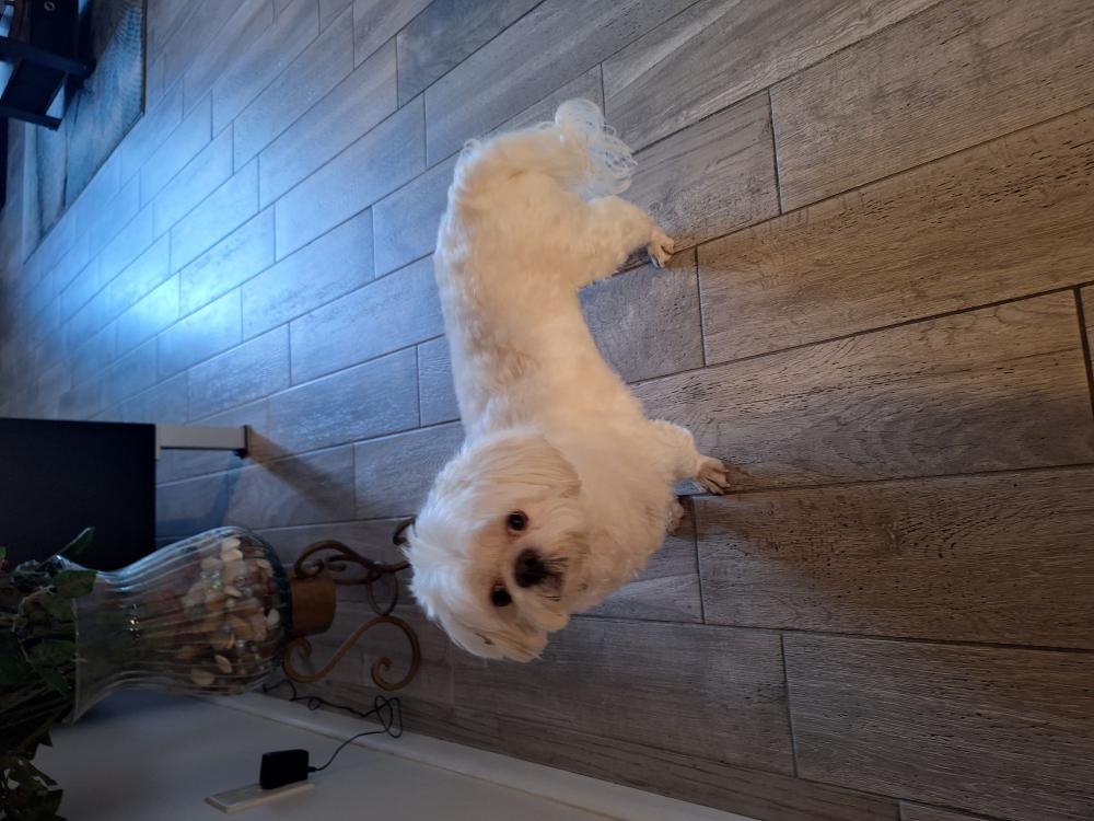 Found Dog Maltese in WEST PALM BEACH, FL - Lost My Kitty