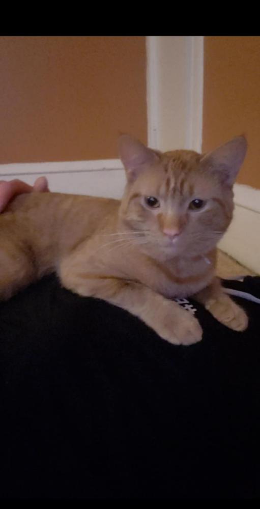 Lost Cat Unknown in DECATUR, IL - Lost My Kitty