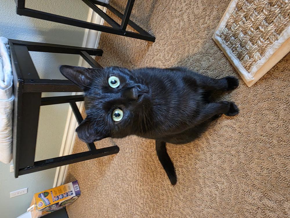 Lost Cat Other in PORTLAND, OR - Lost My Kitty