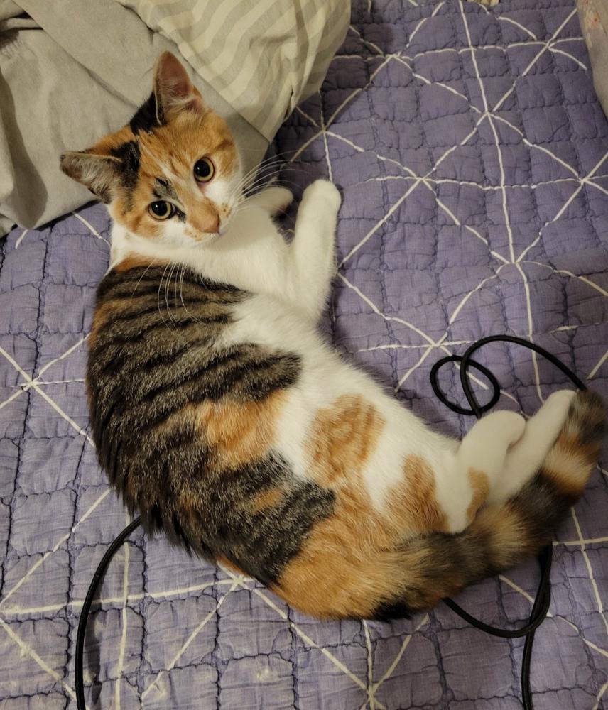 Lost Cat Mix in MAHWAH, NJ - Lost My Kitty