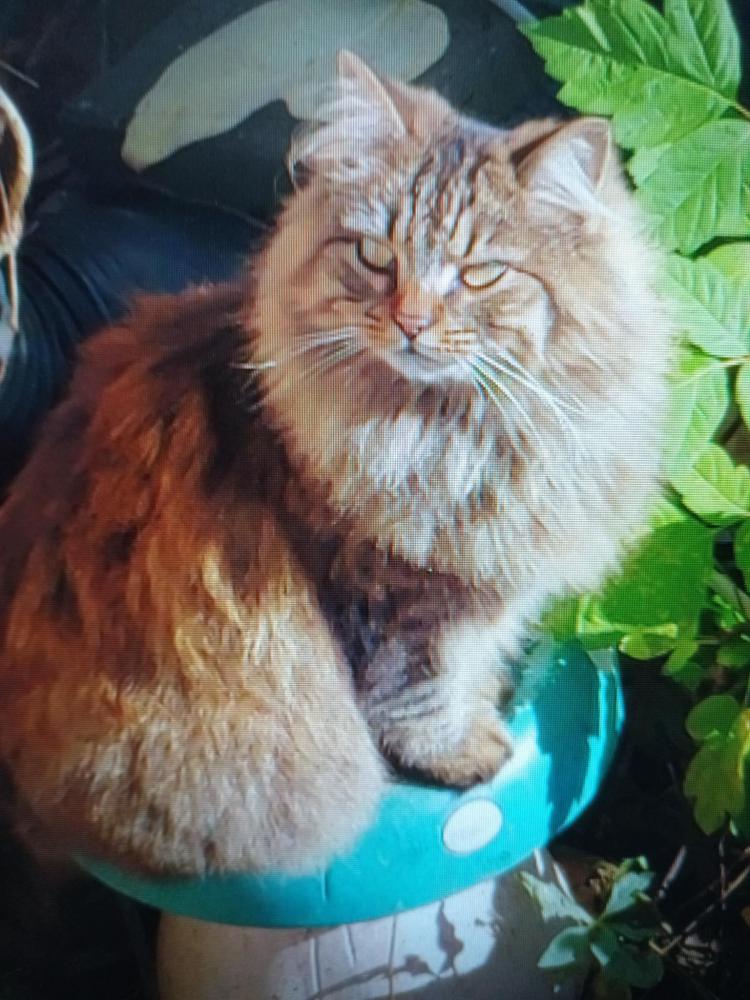 Lost Cat Other in COLUMBUS, OH - Lost My Kitty