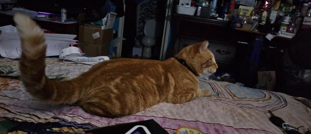 Lost Cat Unknown in TURLOCK, CA - Lost My Kitty