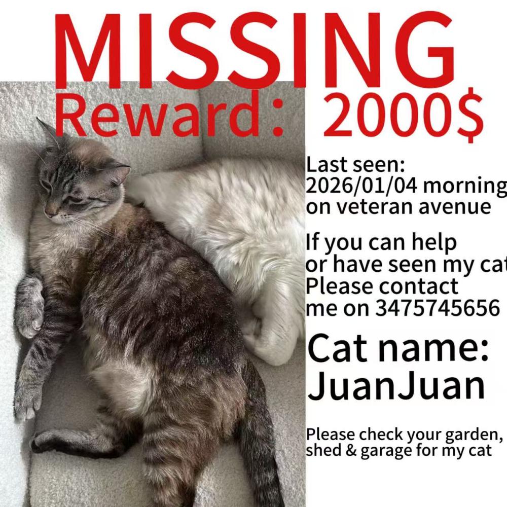 Lost Cat Siamese in LOS ANGELES, CA - Lost My Kitty