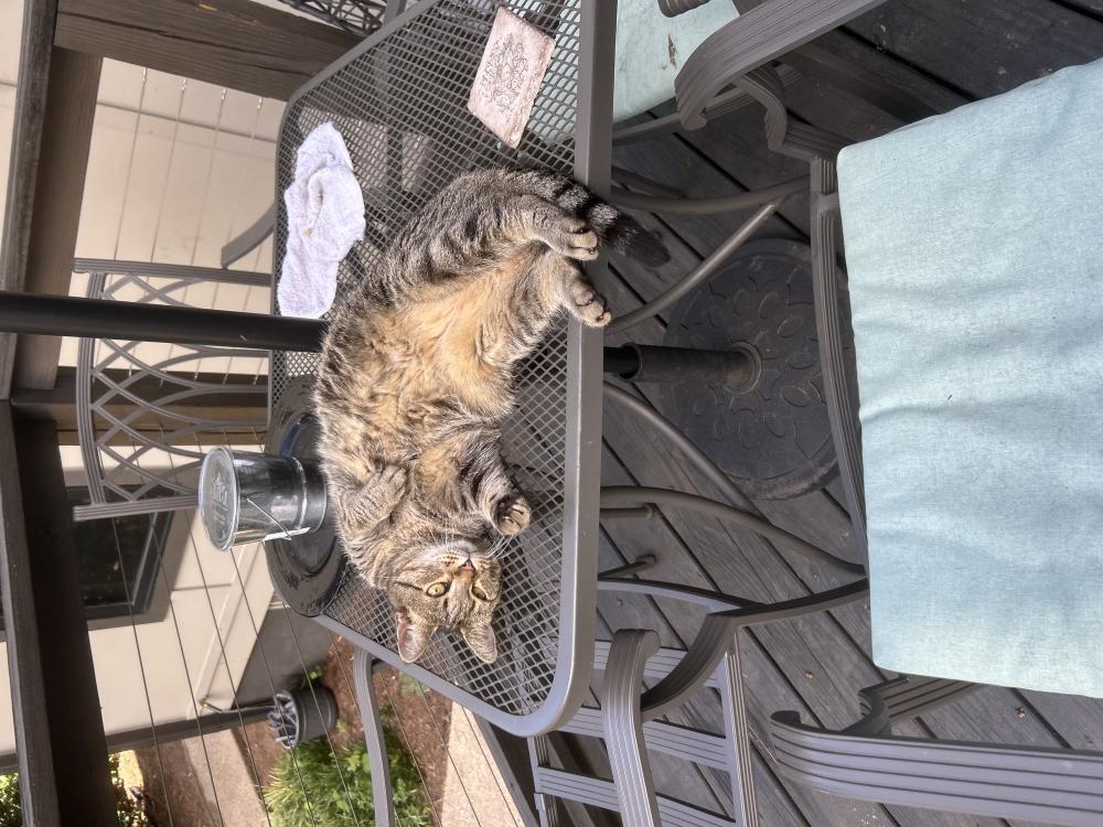 Lost Cat Domestic Short Hair in ATLANTA, GA - Lost My Kitty