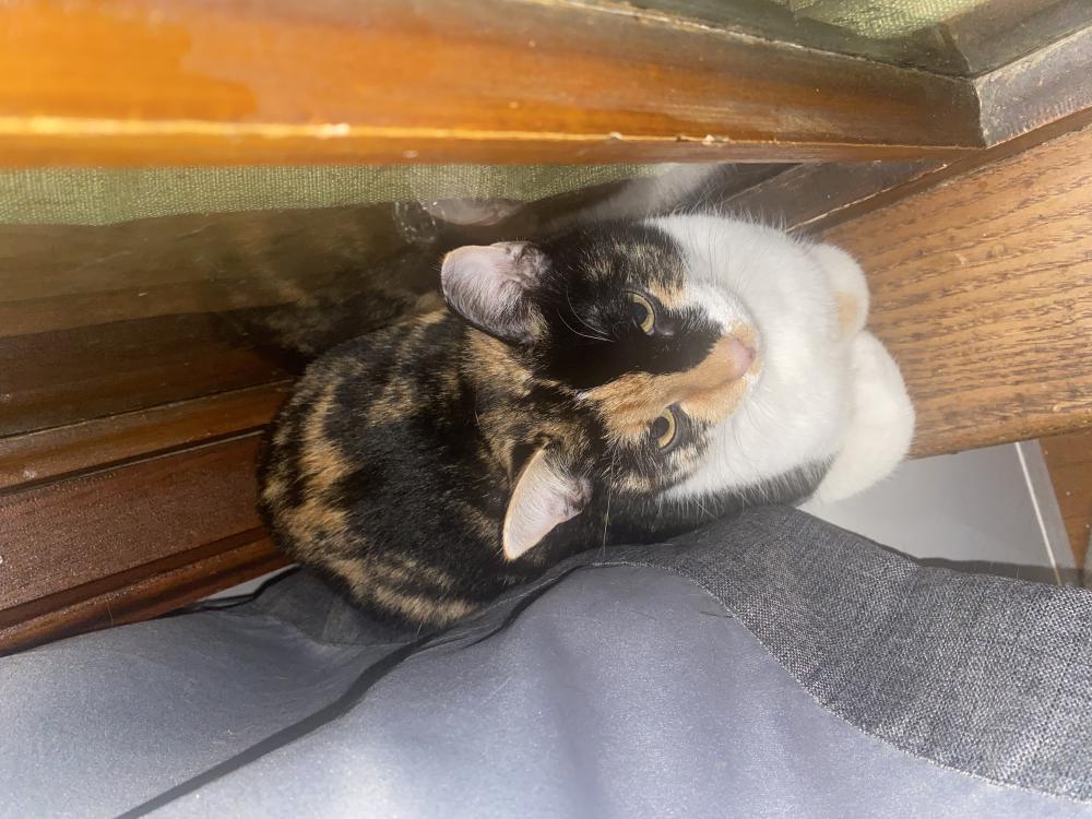 Lost Cat Domestic Short Hair in LOCKPORT, NY - Lost My Kitty