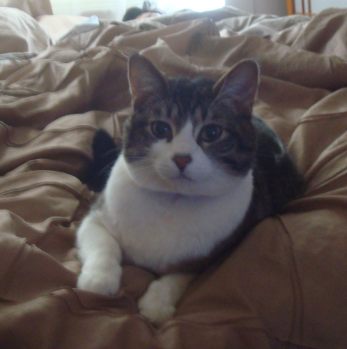Lost Cat Unknown In Vancouver Wa Lost My Kitty