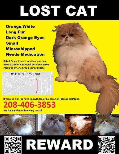 Lost Cat Persian In Redmond Wa Lost My Kitty