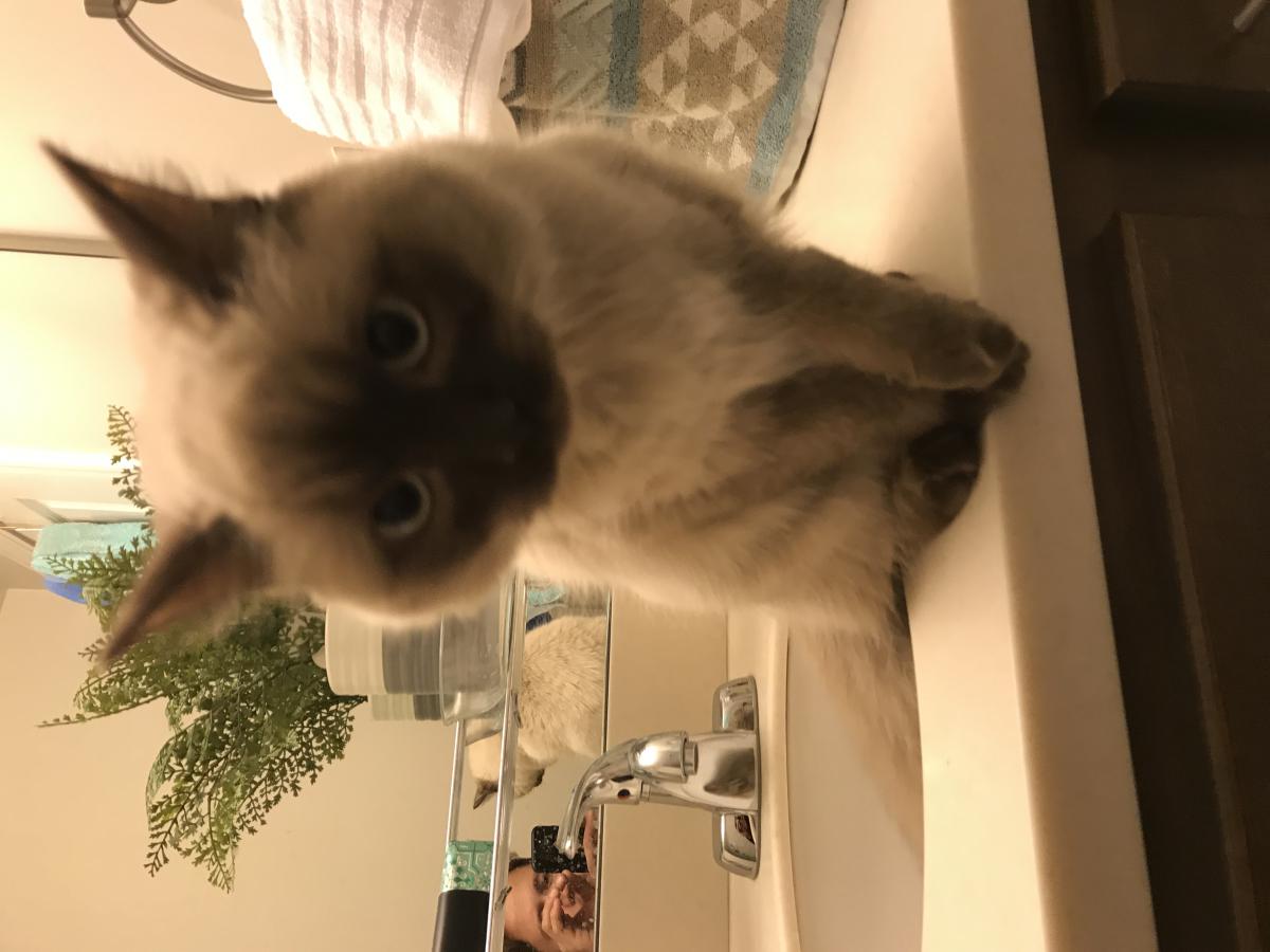 Found Cat Siamese in LAWRENCE, KS - Lost My Kitty