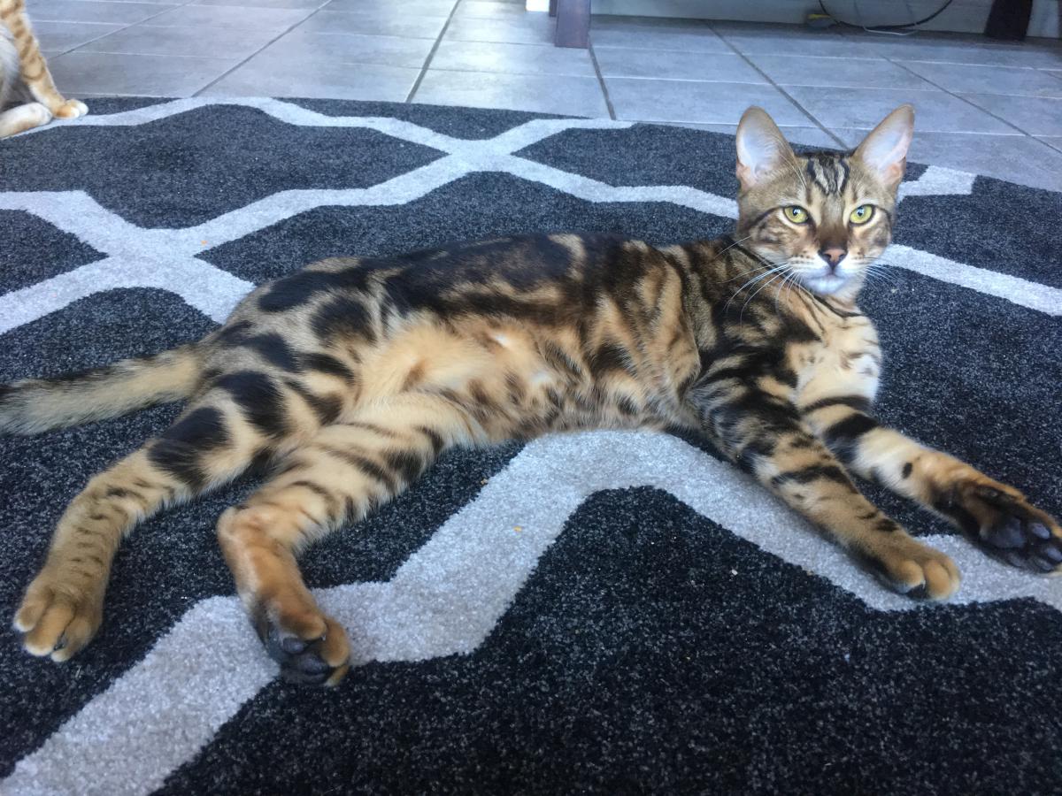 Lost Cat Bengal Cat in SOQUEL, CA - Lost My Kitty