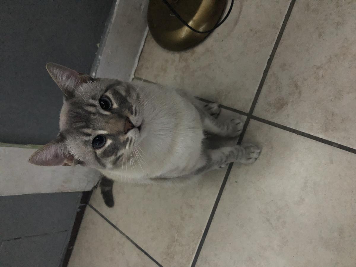 Lynx Point Siamese Tabby Mix