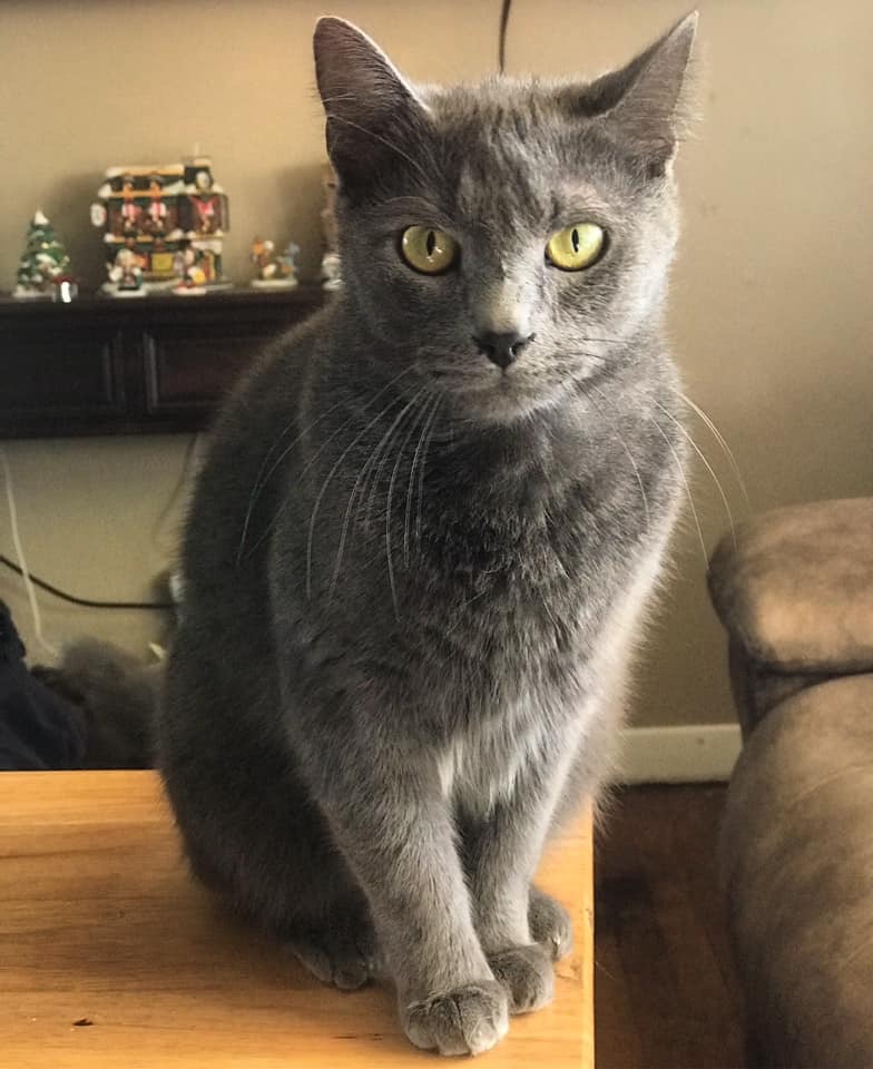 Russian Blue Cat Mix