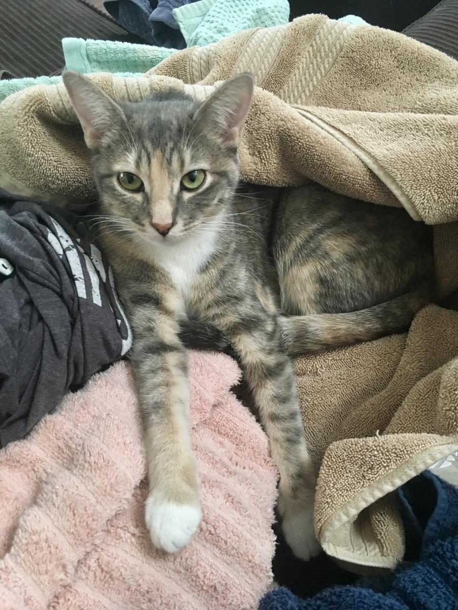 Lost Cat Domestic Short Hair In RIVERSIDE CA Lost My Kitty