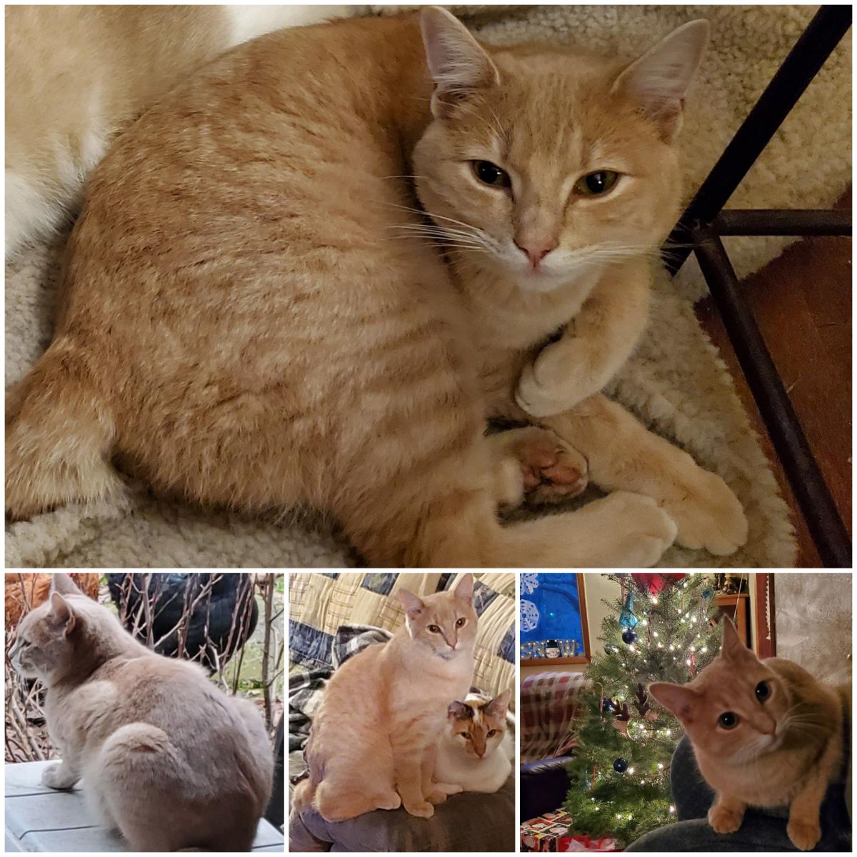 Orange Pixie Bob Kittens