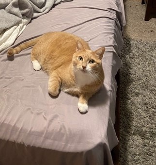 Lost Cat Other in HUGO, MN - Lost My Kitty