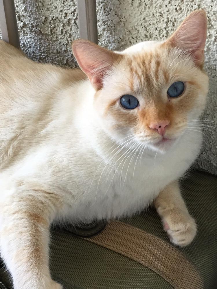 Red Lynx Point Siamese