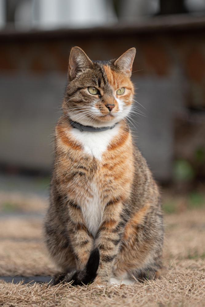 Lost Cat Other in EASTON, CT - Lost My Kitty