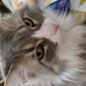 Lost Cats In VERONA, WI - Lost My Kitty