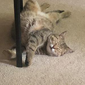 Lost Cats In VERONA, WI - Lost My Kitty