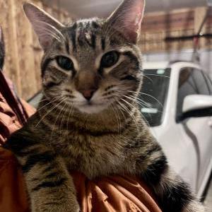 Lost Cats In VERONA, WI - Lost My Kitty