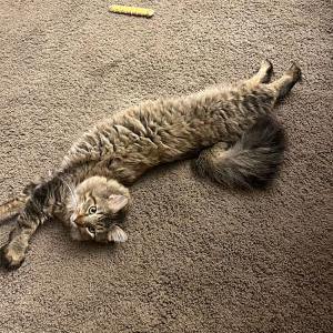 Lost Cats In VERONA, WI - Lost My Kitty