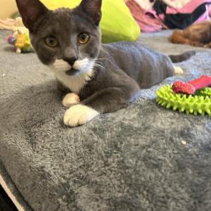 Lost My Kitty - Our Lost Cat Locating Service will Help Find Your Lost ...