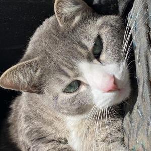 Lost Cats In ASH, NC - Lost My Kitty
