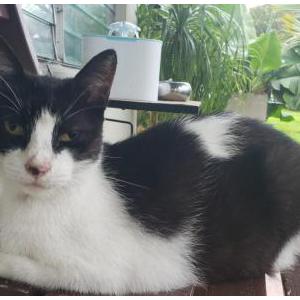 Lost My Kitty - Our Lost Cat Locating Service will Help Find Your Lost ...