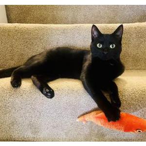 Lost My Kitty - Our Lost Cat Locating Service will Help Find Your Lost ...