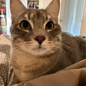 Lost My Kitty - Our Lost Cat Locating Service will Help Find Your Lost ...