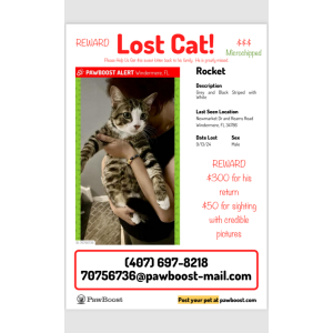 Lost My Kitty - Our Lost Cat Locating Service will Help Find Your Lost ...